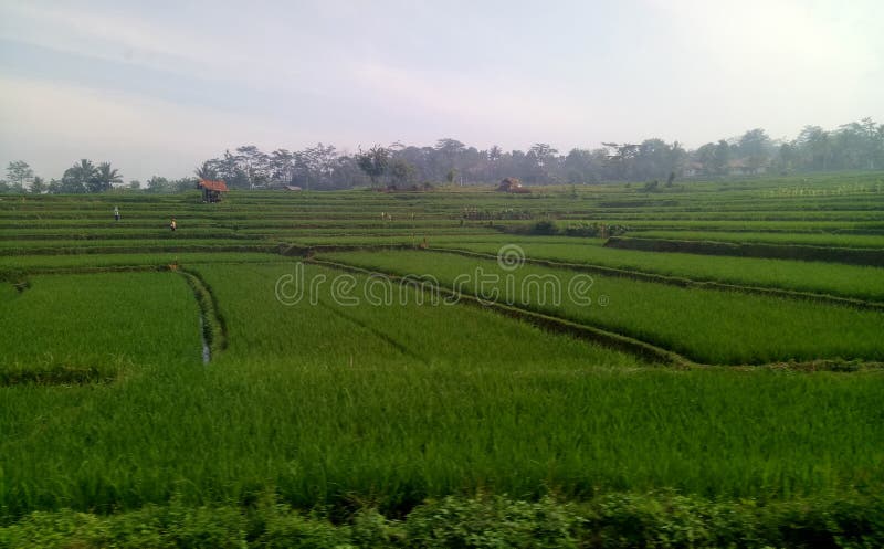 The Green Paddy Rice Field with Banana Trees in West Java, Indonesia ...
