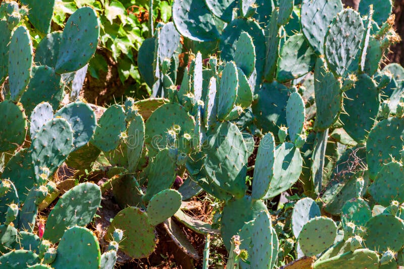 Green wild cactus opuntia stock image. Image of flower - 188263897