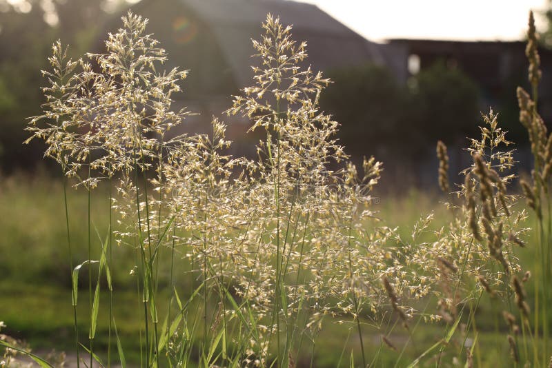 Wild cereal stock image. Image of closeup, meadow, field - 141197825