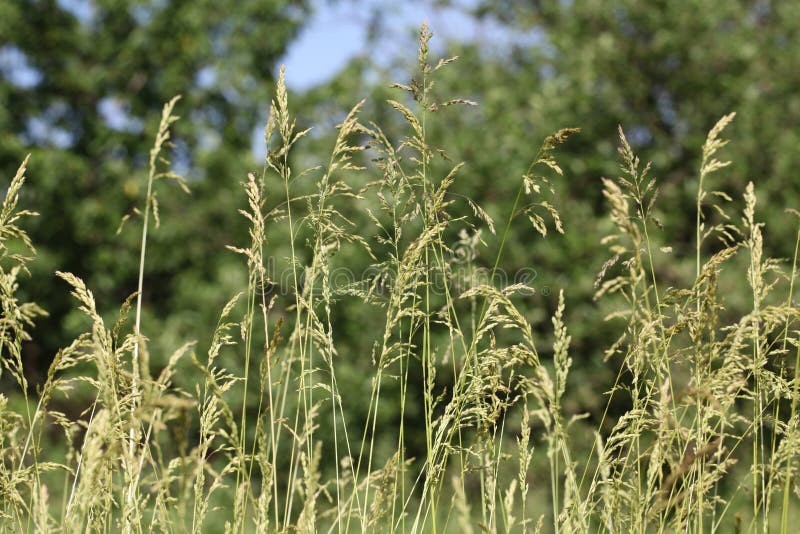 Wild cereal stock photo. Image of glade, close, natural - 141197924