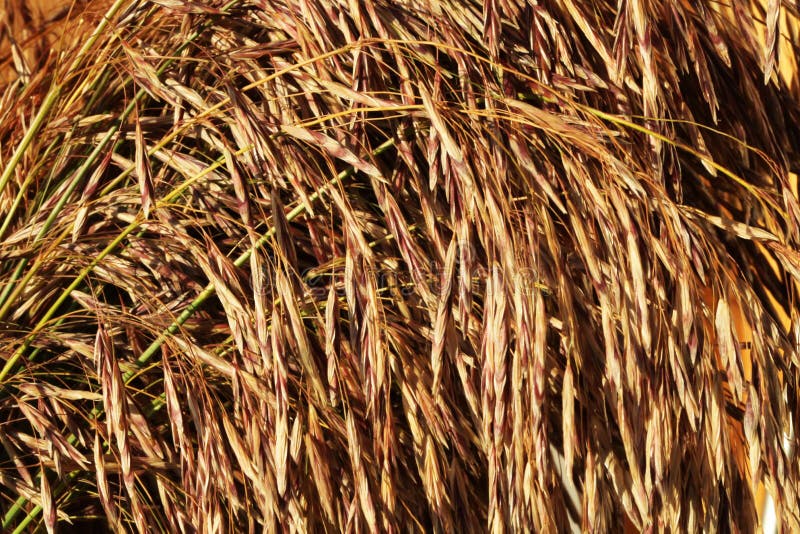 Wild cereal stock photo. Image of environment, flora - 141197972