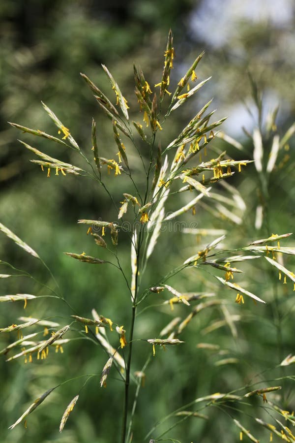 Wild cereal stock image. Image of field, close, land - 141197729