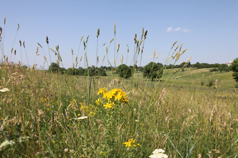 Wild cereal stock photo. Image of summer, agriculture - 141197748