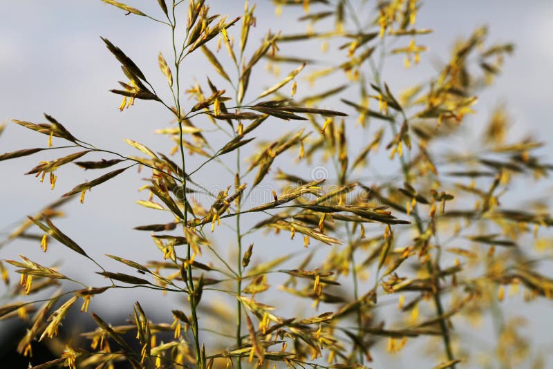 Wild cereal stock photo. Image of closeup, environment - 141197762