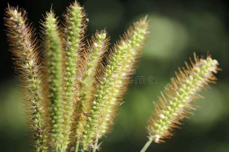 Wild cereal stock photo. Image of wild, flora, straw - 141197788