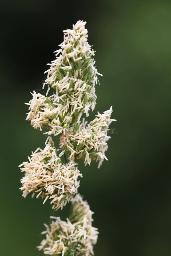 Wild cereal stock photo. Image of yellow, environment - 141197816