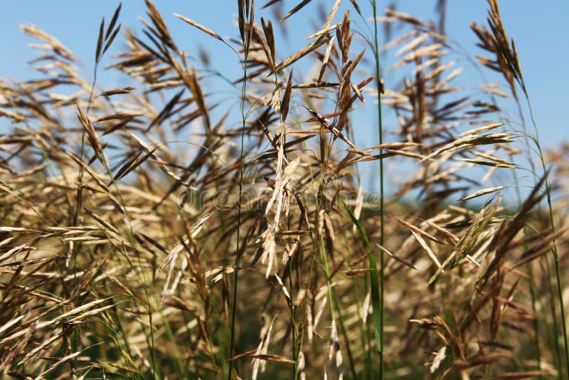 Wild cereal stock image. Image of straw, botany, plant - 141197835