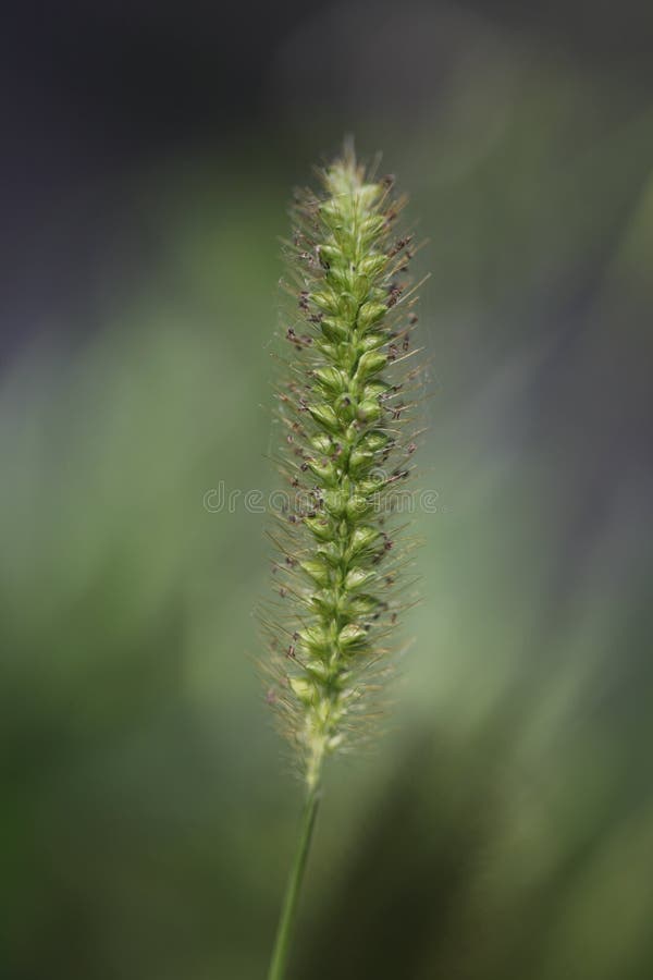 Wild cereal stock image. Image of outside, close, outdoor - 141197863