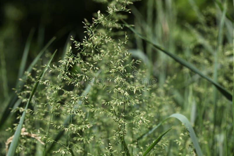 Wild cereal stock photo. Image of wild, outdoor, crop - 141197926