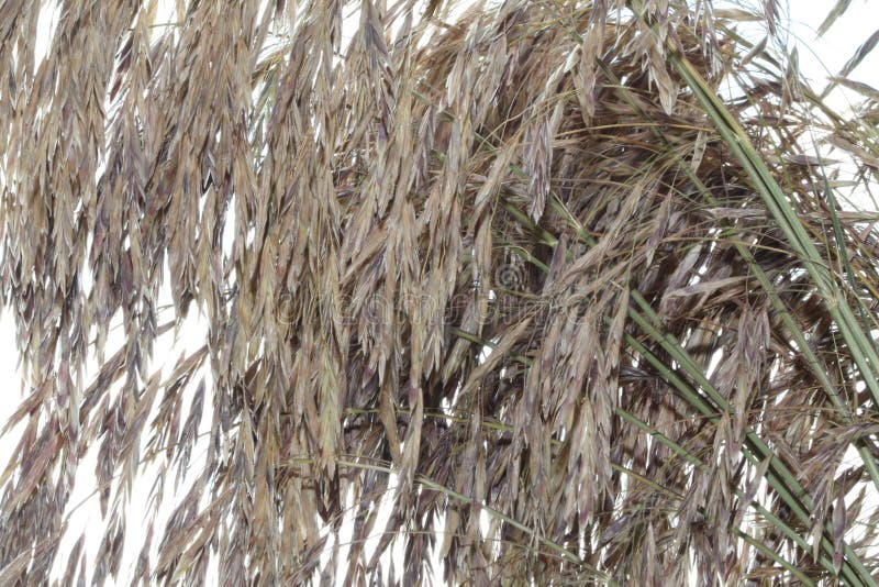 Wild cereal stock image. Image of grass, wild, flora - 141198063