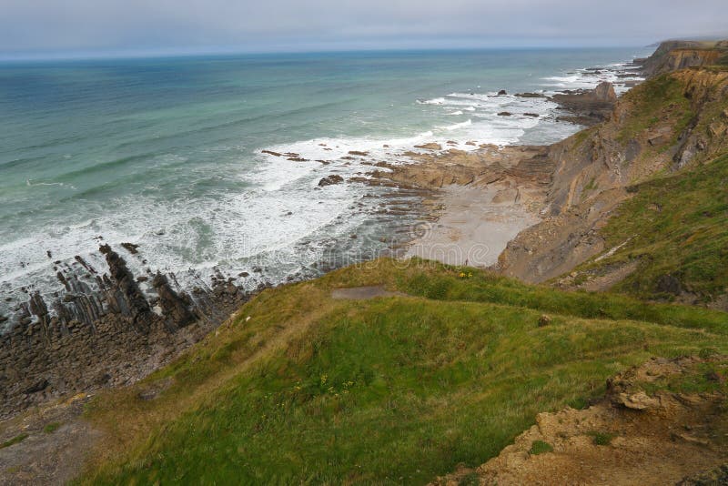 Cornish Wild Daffodils. Cornwall Uk Stock Photo - Image of cornwall ...