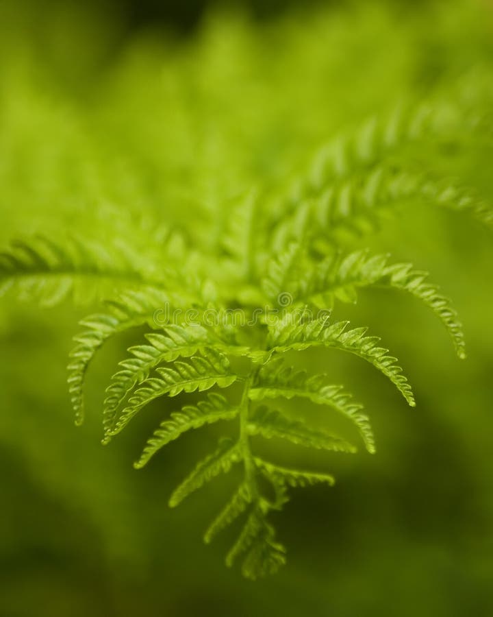 Green wild fern stock photo. Image of season, flora, object - 45727188