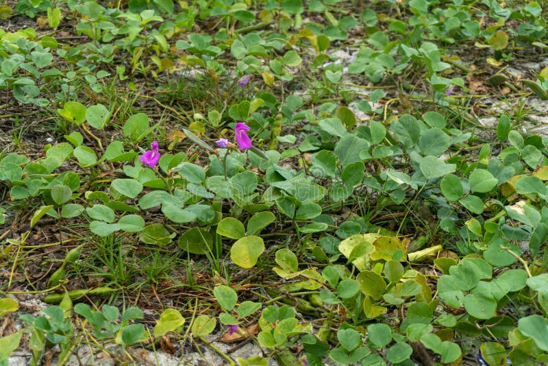 Green Wild Flower Bushes on the Beach Sand Stock Photo - Image of ...