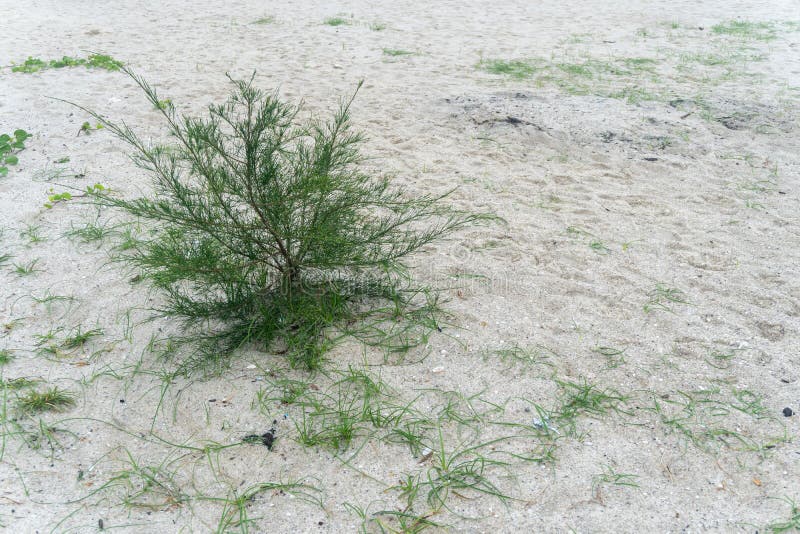 Green Wild Flower Bushes on the Beach Sand Stock Photo - Image of ...