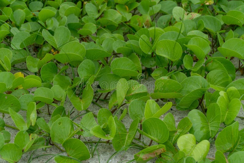Green Wild Flower Bushes on the Beach Sand Stock Photo - Image of beach ...
