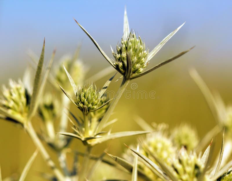 Green wild flowers stock image. Image of lawn, countryside - 37223093