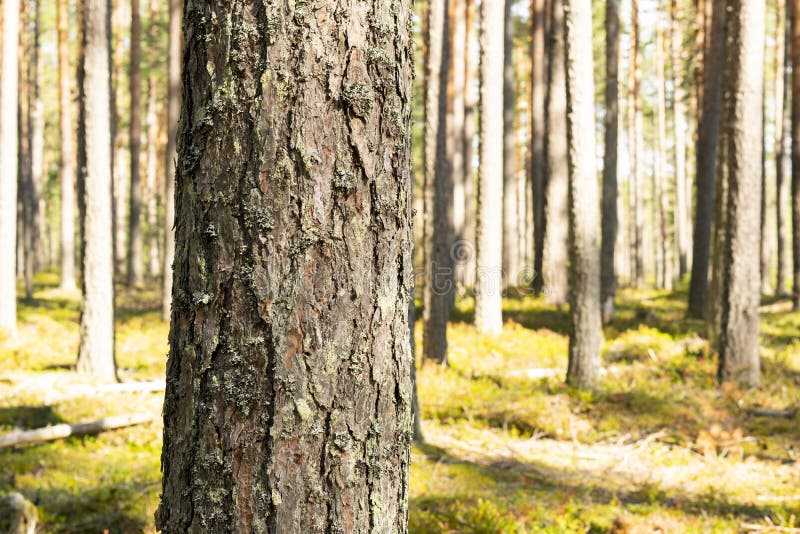 Green Wild Forest Nature. Beautiful Green Rain Forest. Pine Forest ...
