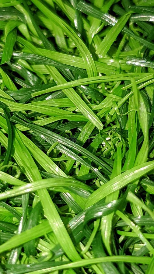 Green Wild Grass Background with a Professional Photo Shoot Stock Image ...
