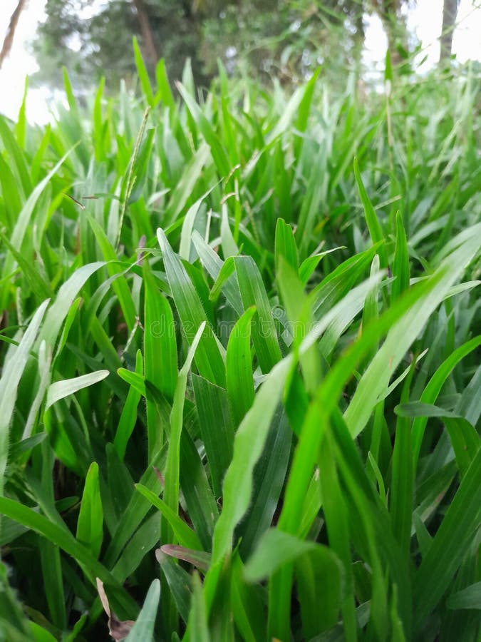 Green Wild Grass Full of Very Beauty Stock Photo - Image of beauty ...