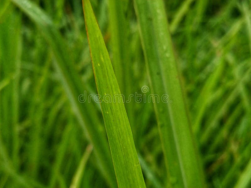 The Green Wild Grass Looks Very Fresh and Healthy. Stock Image - Image ...