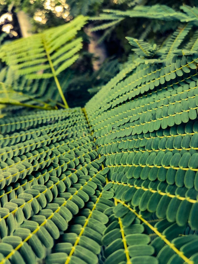 Green Wild Leave from the Forest of Mauritius Stock Image - Image of ...