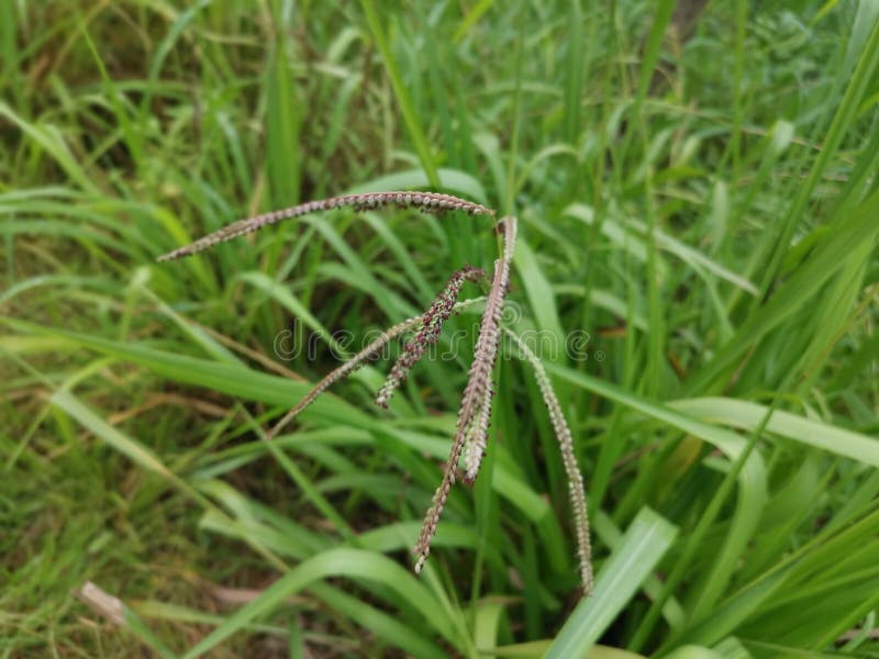 Green Wild Paspalum Dilatatum Grass Plant. Stock Photo - Image of ...