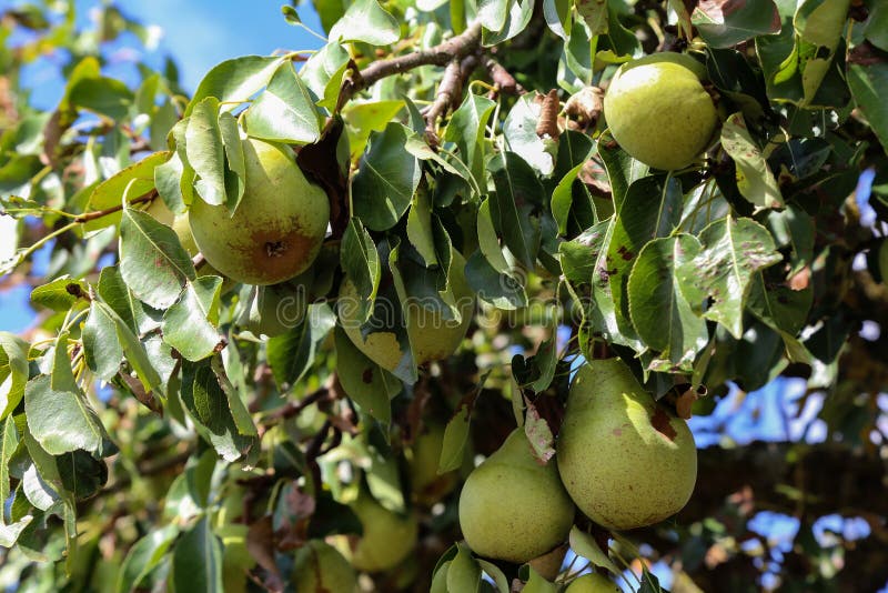 Green Wild Pears Ripen on a Tree by the Road Stock Photo - Image of ...