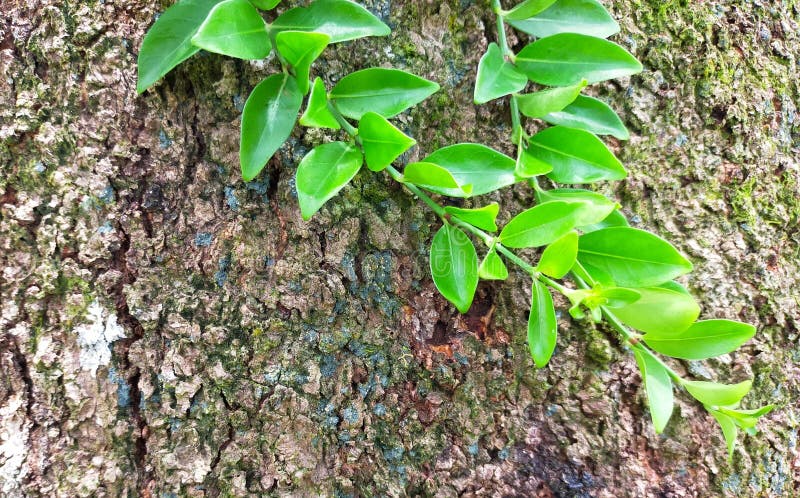 Green Wild Plant that Vines on a Large Tree Stock Image - Image of tree ...