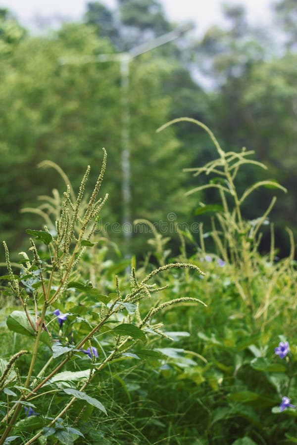 Green Wild Plants in the Field Stock Photo - Image of growing, wild ...
