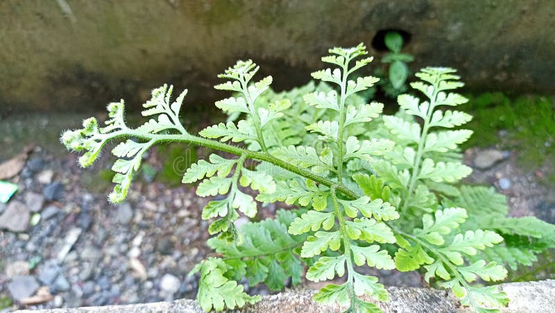 Green Wild Plants Growing in the Backyard Stock Image - Image of green ...