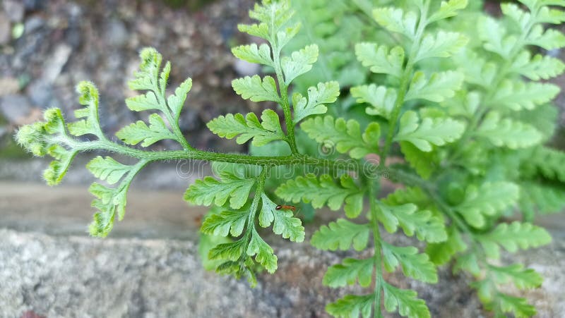 Green Wild Plants Growing in the Backyard Stock Photo - Image of ...