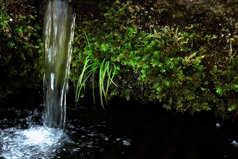 Green Wild Plants at the Water Source Stock Image - Image of plant ...