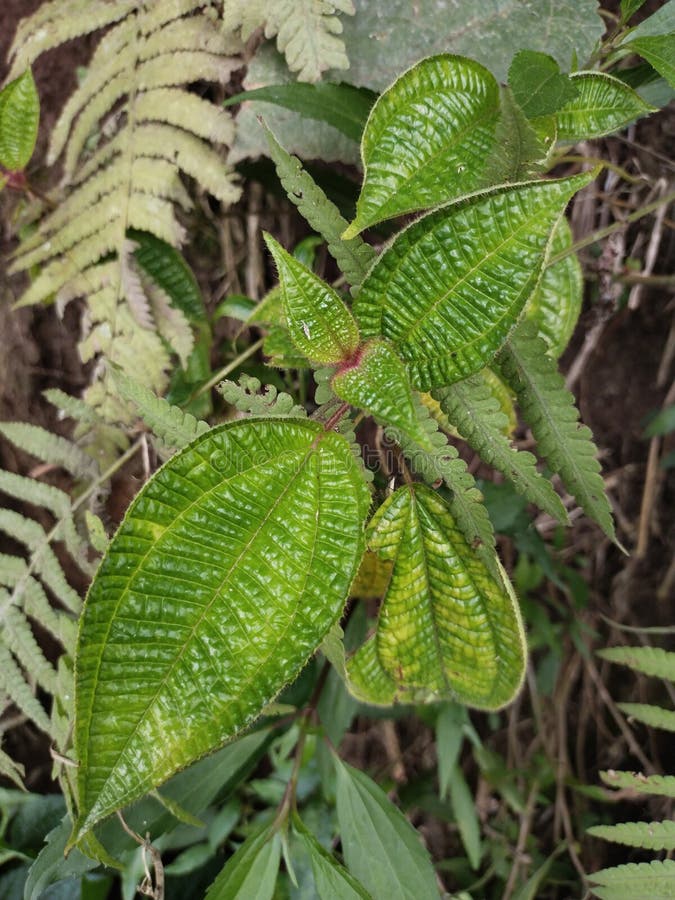 Green Wild Plants, in the Yard of the House. Stock Image - Image of ...