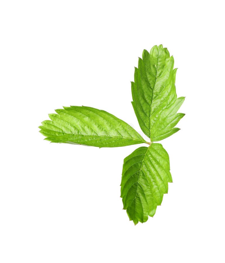 Green Wild Strawberry Leaf Isolated on White Stock Image - Image of ...