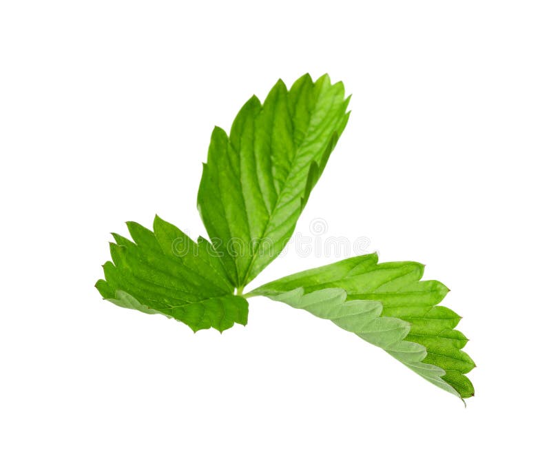 Green Wild Strawberry Leaf Isolated on White Stock Photo - Image of ...