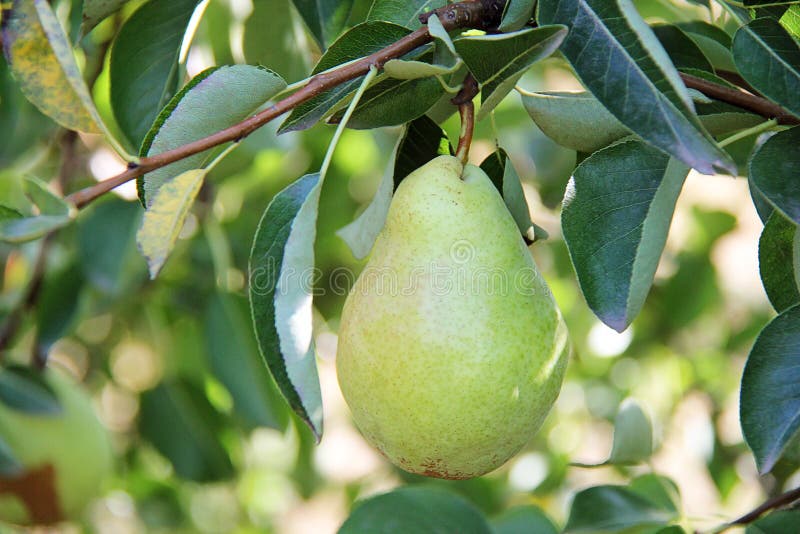 Green William Pear Fruit Hanging on Tree Branch Stock Image - Image of ...