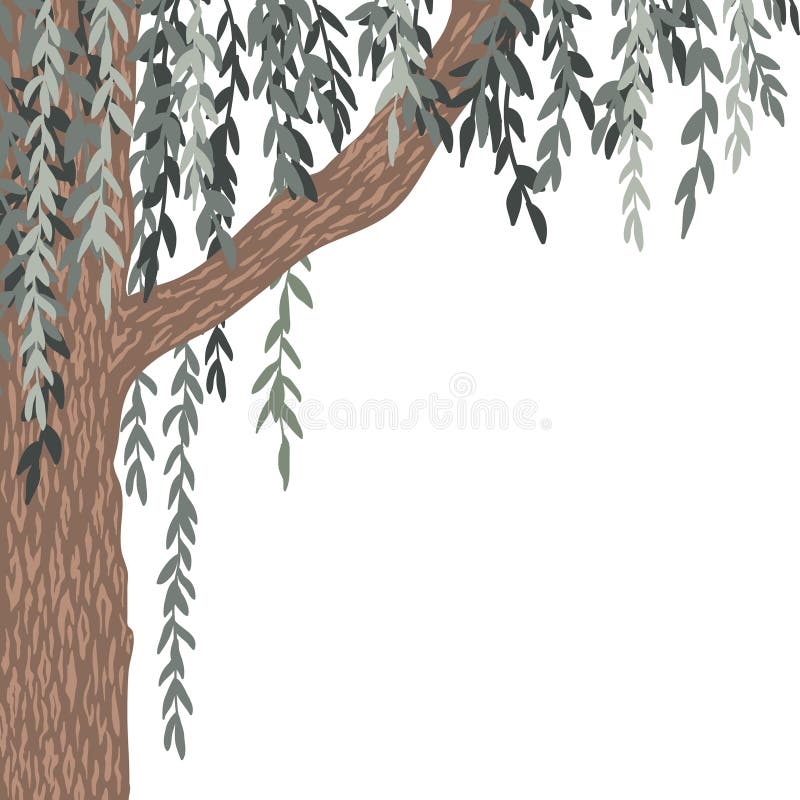 Green Willow Tree Branches Frame Isolated on White Background. Corner ...