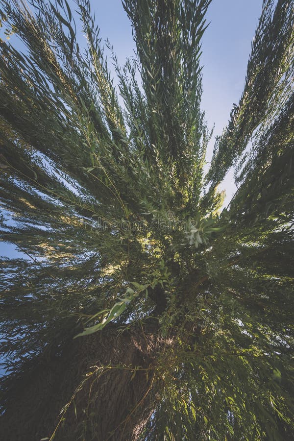 Green Willow Tree with Limbs and Blue Sky Stock Image - Image of green ...