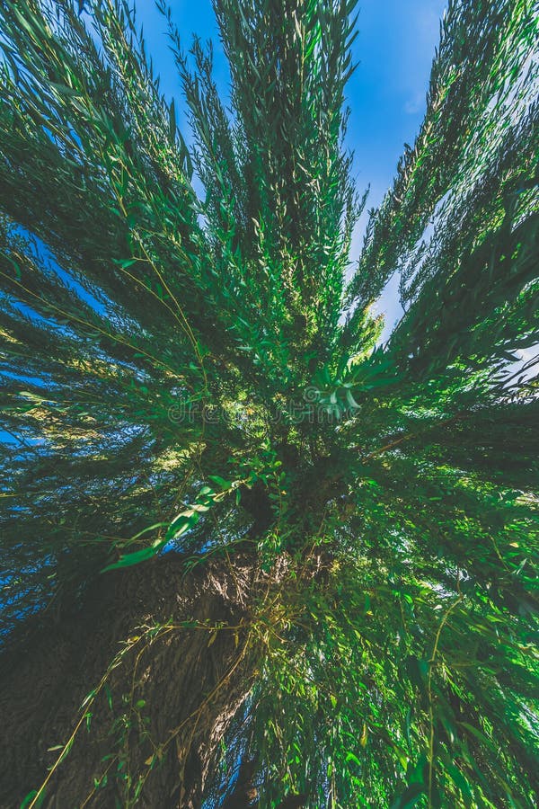 Green Willow Tree with Limbs and Blue Sky Stock Image - Image of forest ...