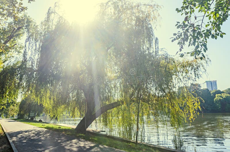 Green Willow Tree Near Lake, Sun Rays Lights Stock Image - Image of ...
