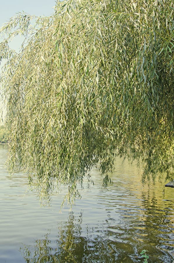 Green Willow Tree Near Water Lake, Close Up Stock Image - Image of park ...