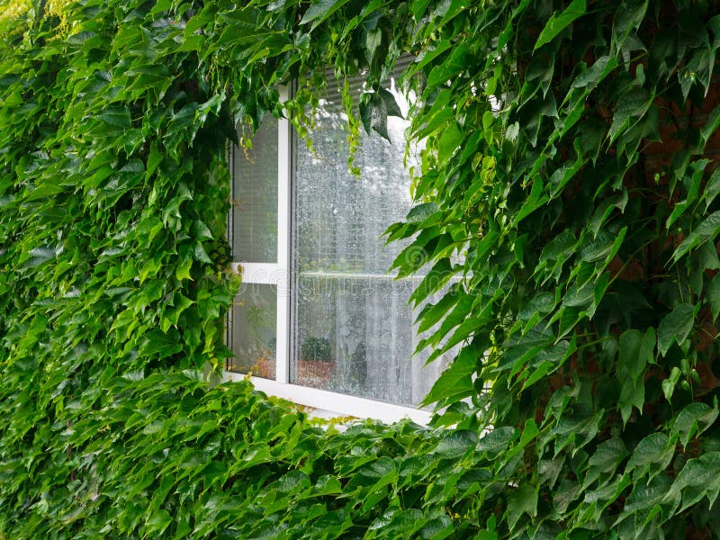 Green window stock photo. Image of botany, foliage, architecture - 46990008