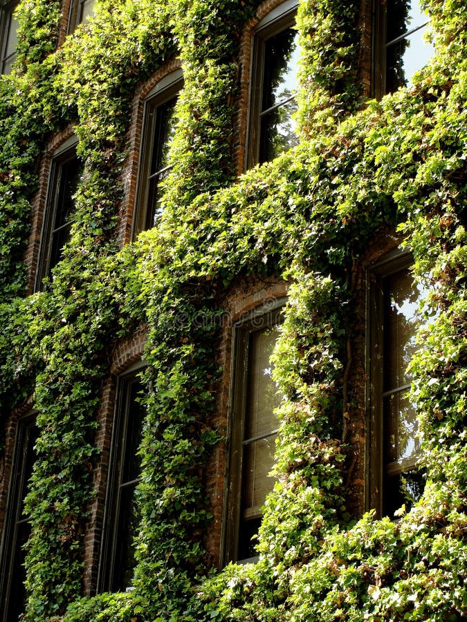 Green windows stock photo. Image of building, leaves - 31543146