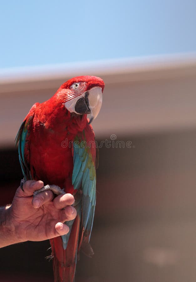 Green Wing Macaw Parrot Bird Ara Chloropterus Stock Image - Image of ...