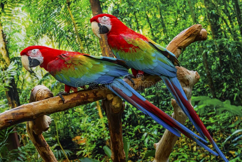 Green Wing Macaws fotografia stock. Immagine di colorato - 169896156