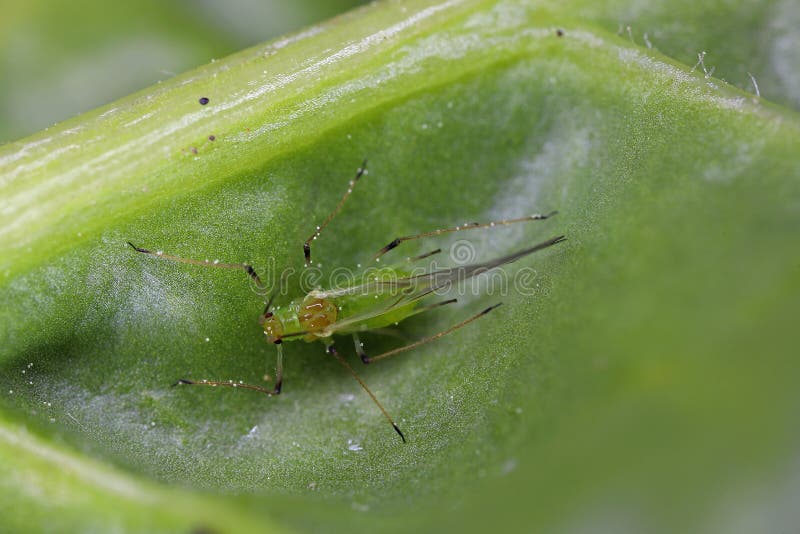 318 Winged Aphids Stock Photos - Free & Royalty-Free Stock Photos from ...
