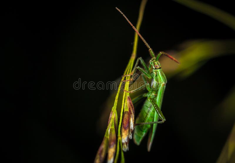 Green Winged Insect Perching On Green Leaf In Close-up Photography ...