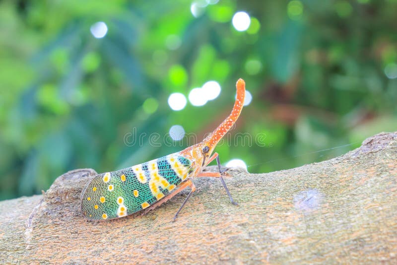Green winged insects stock image. Image of autumn, beetle - 48377603