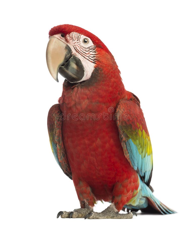 268 Red Macaw Bird Front View Stock Photos - Free & Royalty-Free Stock ...