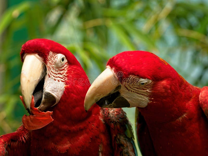 Green Winged Macaw stock image. Image of animal, green - 153840833